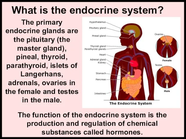 Endocrine glands and their functions презентация